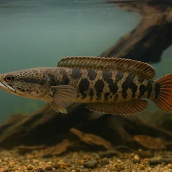 Fish for your aquarium