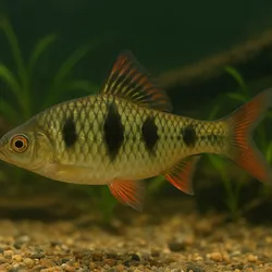 Fish for your aquarium